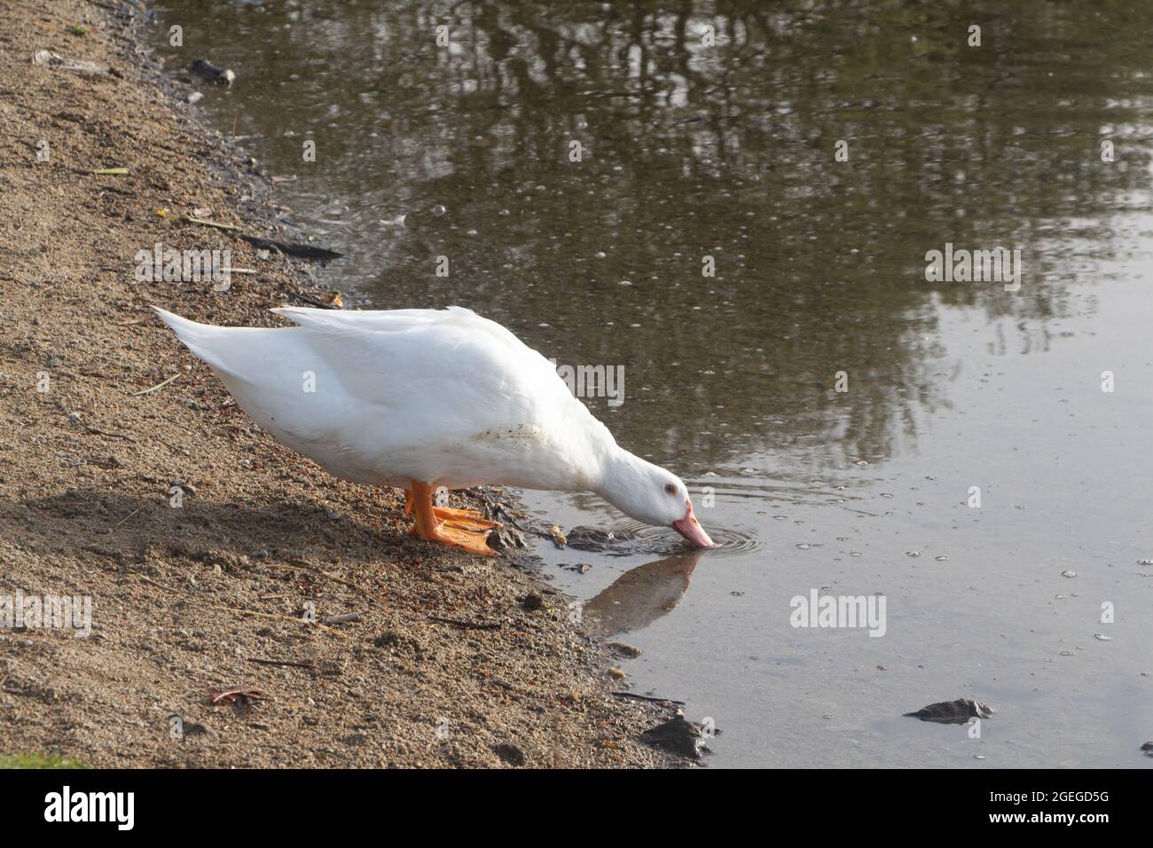 White goose drinking on the bank of a pond Stock Photo - Alamy