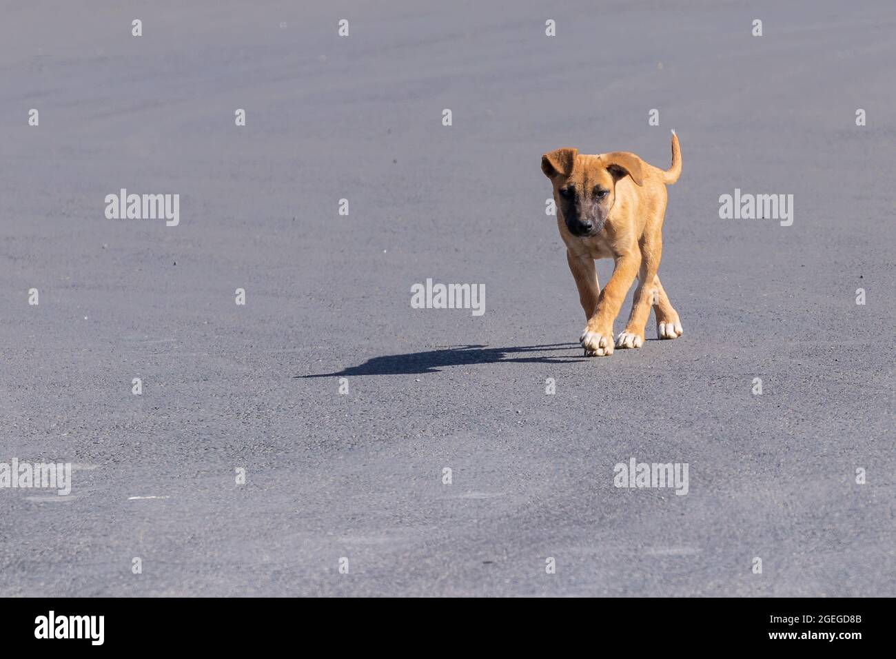 Trodding hi-res stock photography and images - Alamy