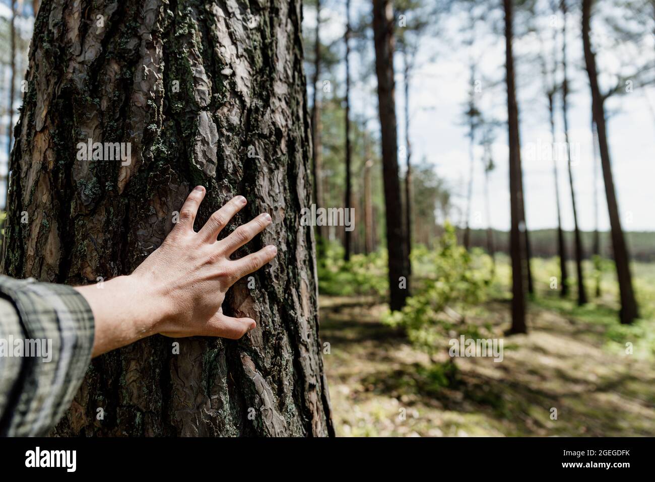 Person touching old tree growing in forest. Human hand on the bark of a ...