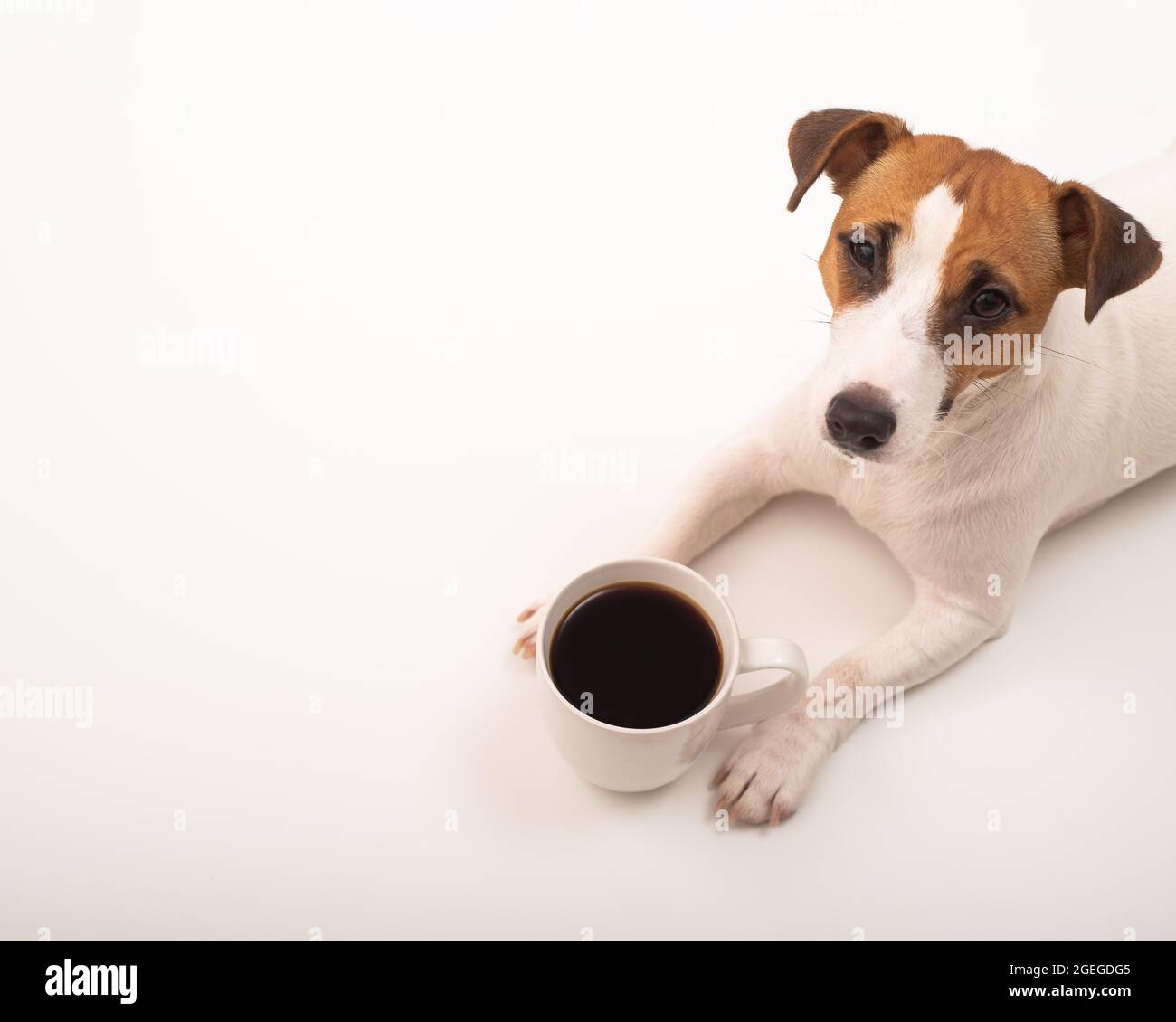 Jack russell terrier dog with a mug of black coffee on a white ...