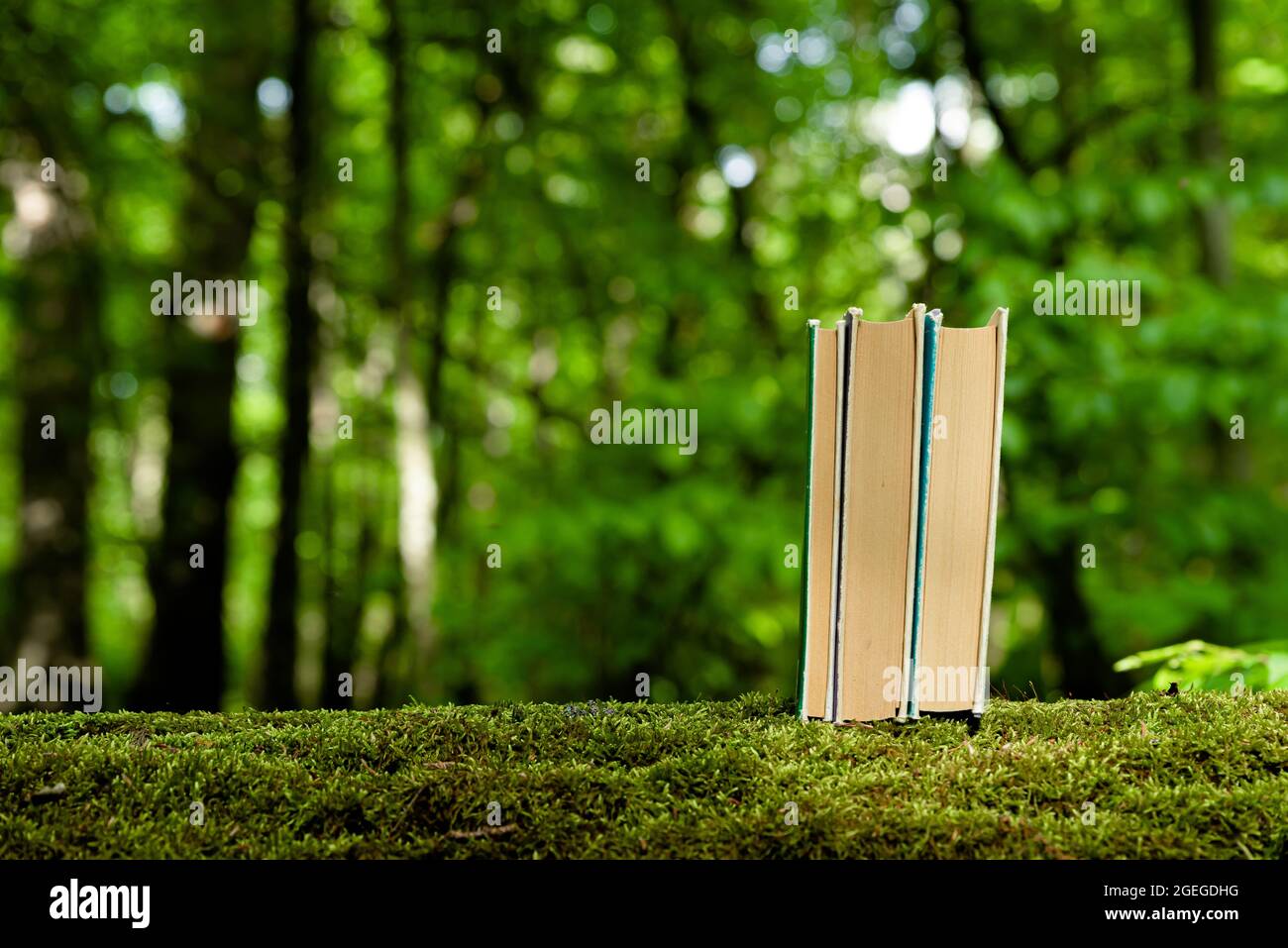 Old books standing on green moss in forest with trees in background ...