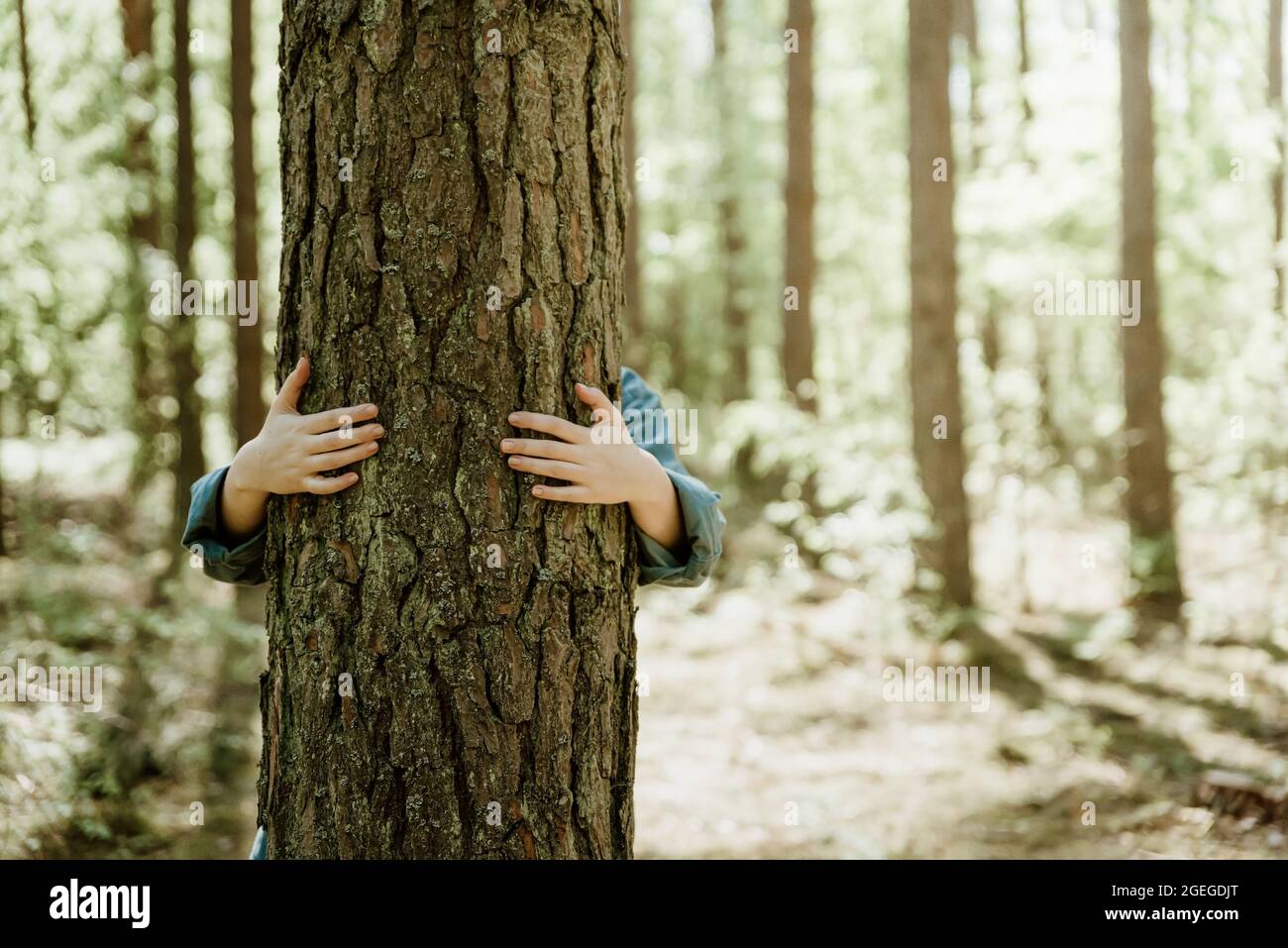 Woman hugging old tree in forest, embracing tree trunk with hands ...