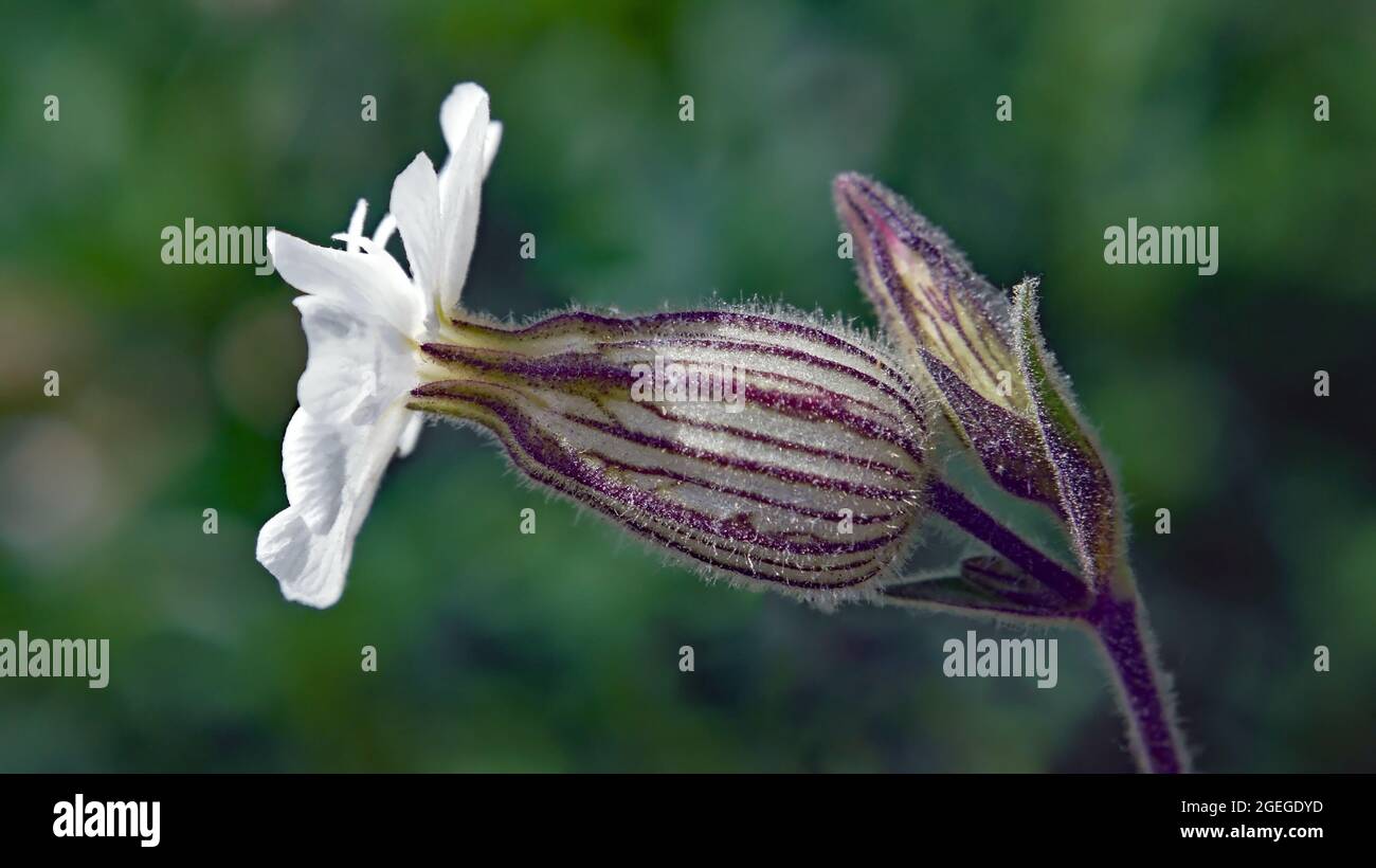 White bladder flower hi-res stock photography and images - Alamy