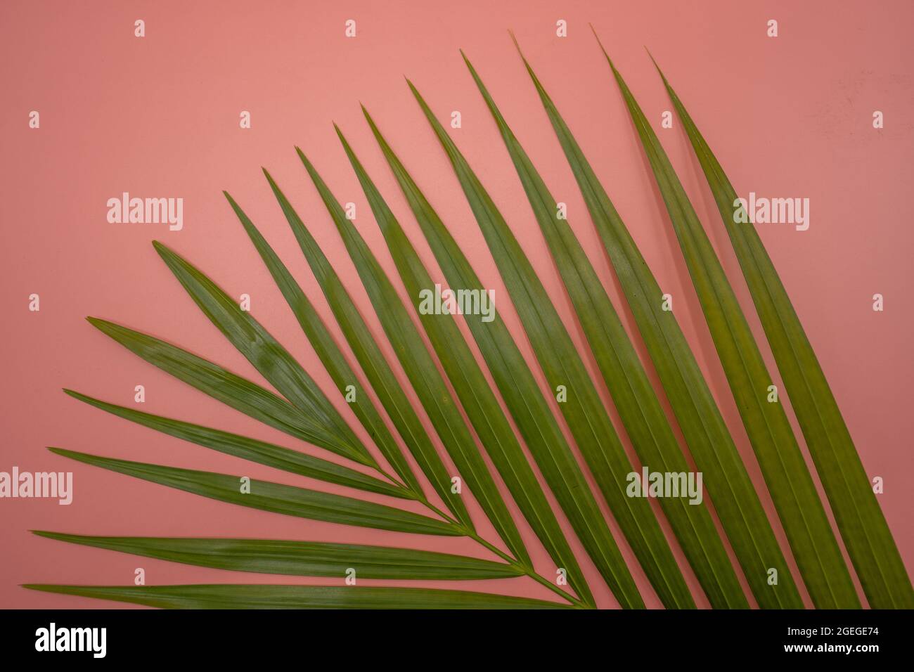 Top view of a plant with long leaves on a pink background Stock Photo ...