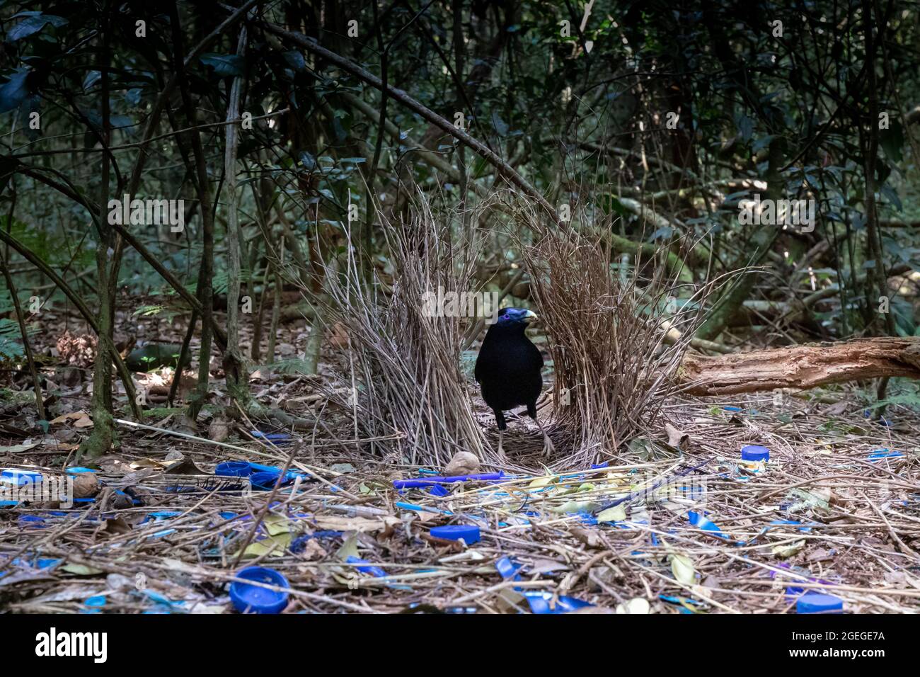 Male satin bowerbird (Ptilonorhynchus violaceus) standing in his bower ...