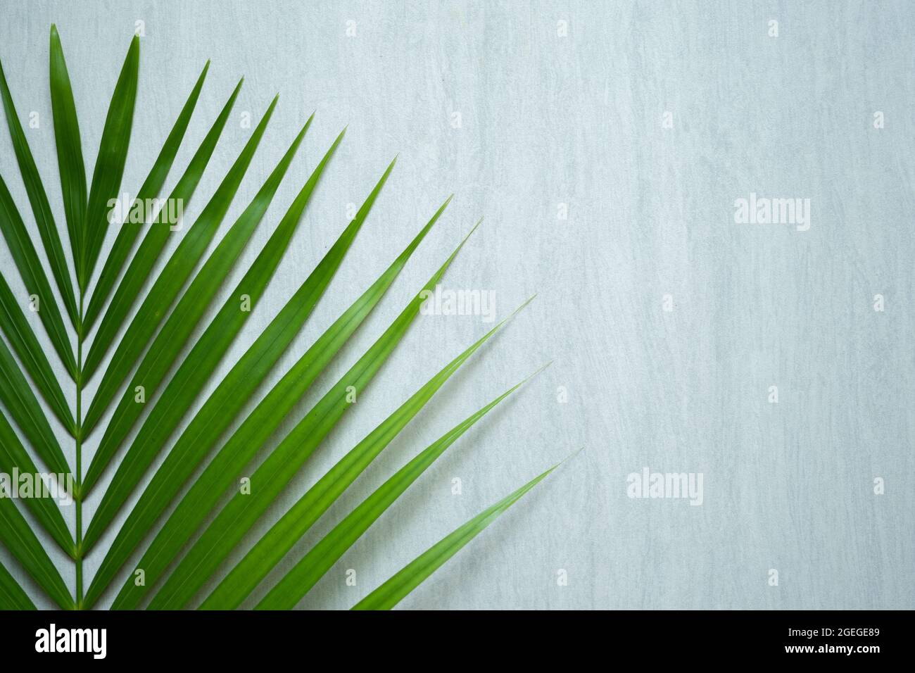 Top view of a plant with long leaves on a white textured background ...