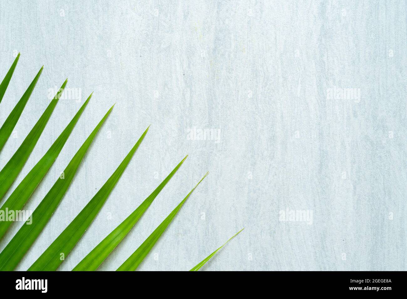 Top view of a plant with long leaves on a white textured background ...