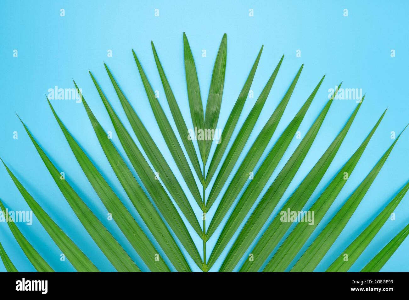 Top view of a plant with long leaves on a blue background Stock Photo ...