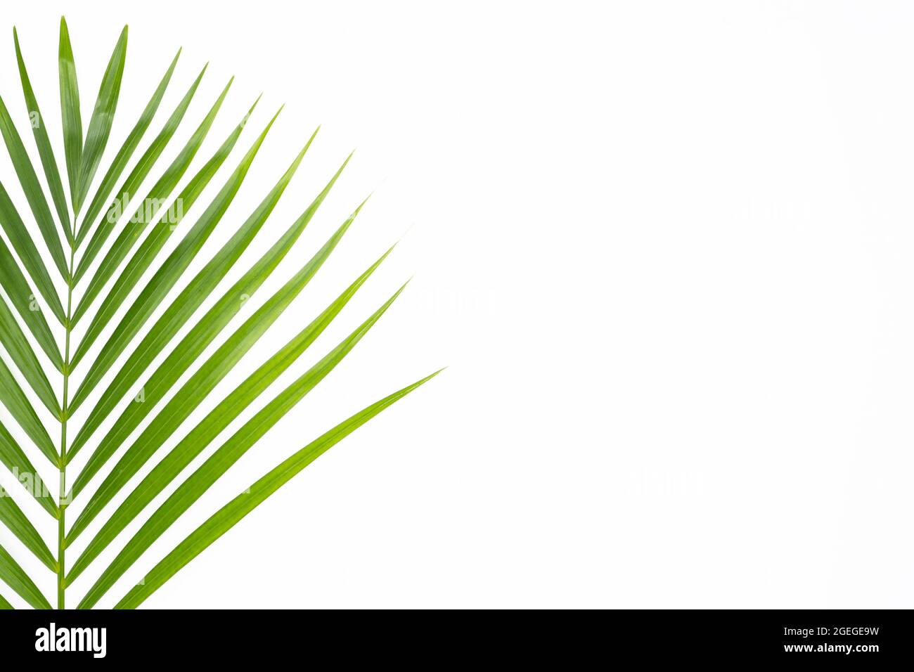 Top view of a plant with long leaves on a white background Stock Photo ...