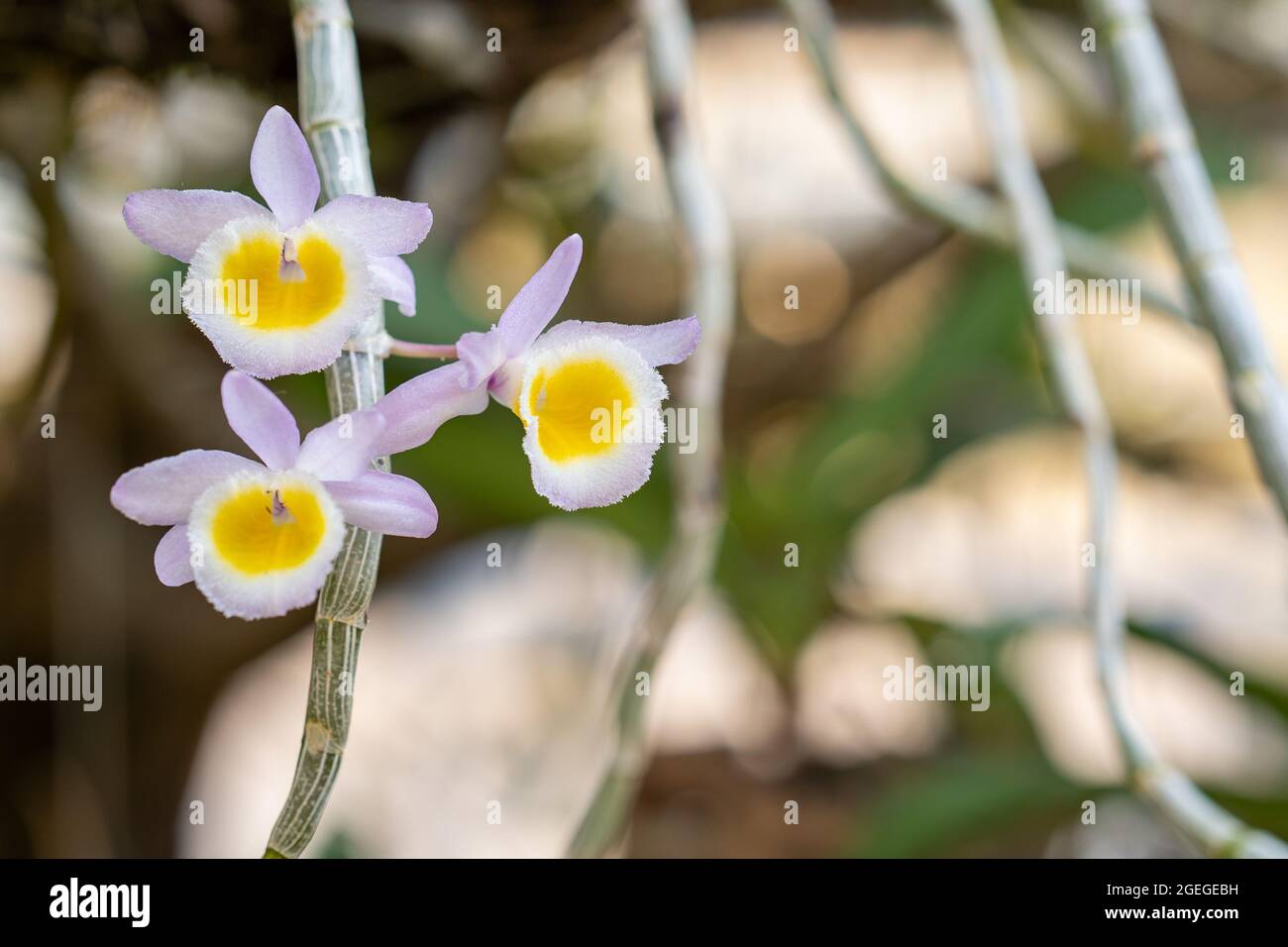 Dendrobium primulinum hi-res stock photography and images - Alamy
