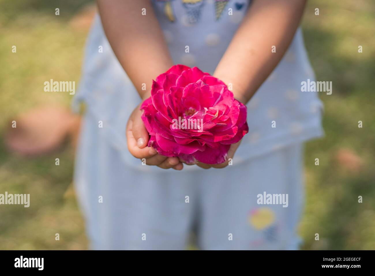 Woman's hand holding red rose at the garden Stock Photo - Alamy
