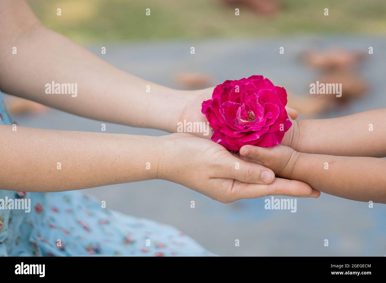 Girl giving her mother a rose flower Stock Photo - Alamy