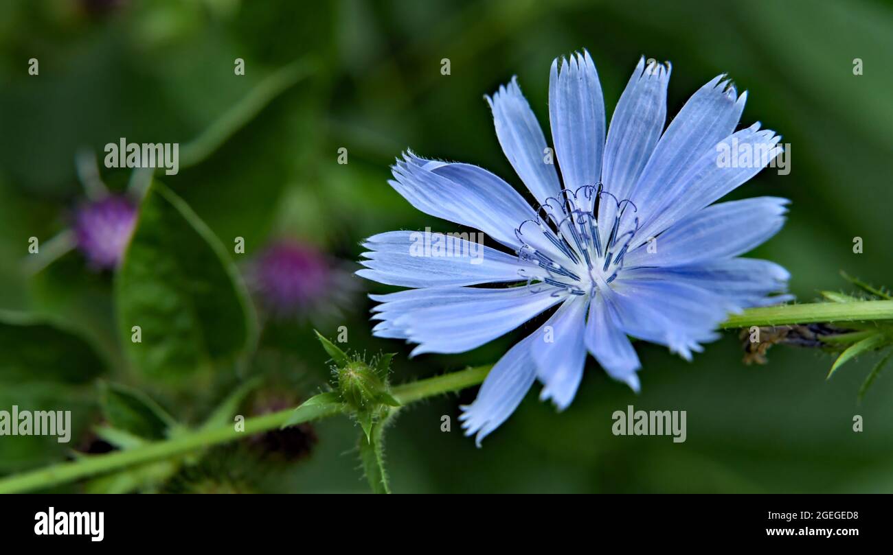 Chicory flowering hi-res stock photography and images - Alamy