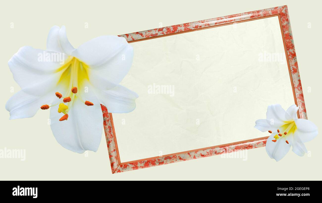 White lilies hi-res stock photography and images - Alamy