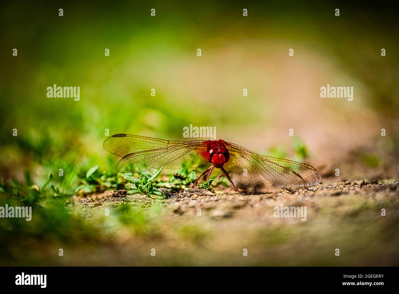 Dragon flies mating hi-res stock photography and images - Alamy