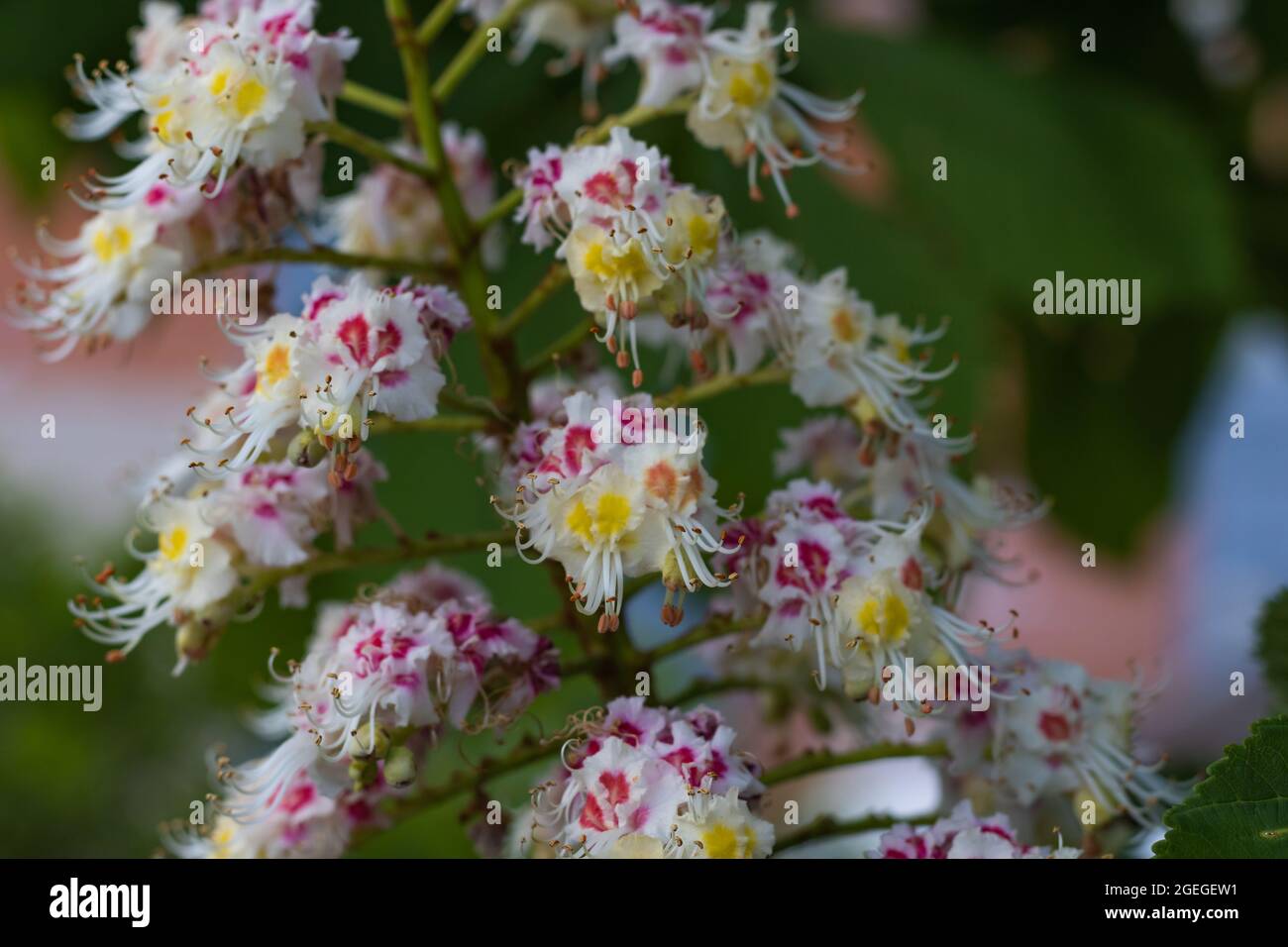 Bright pink flowering hi-res stock photography and images - Alamy
