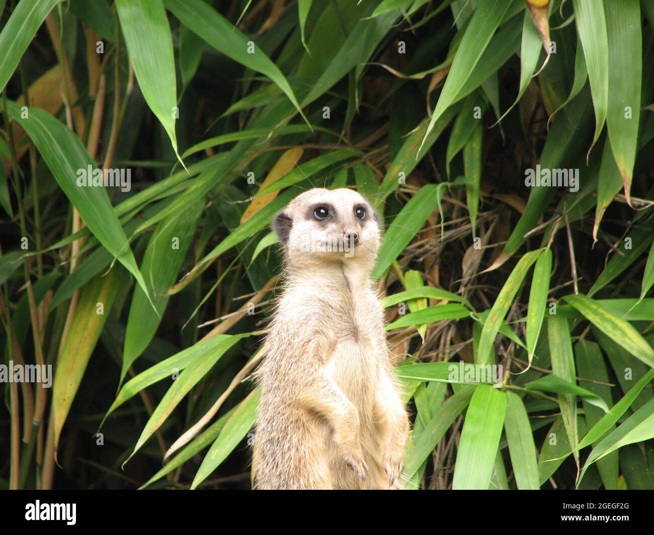 Cute meerkat in the forest in sunlight Stock Photo - Alamy