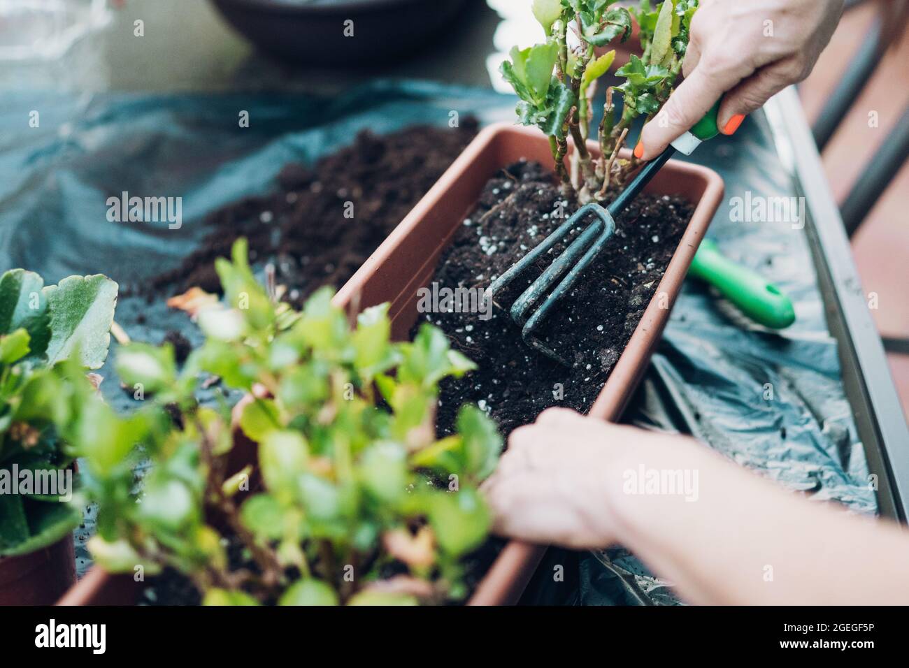 woman stirring soil in a rectangular pot with a gardening fork Stock ...