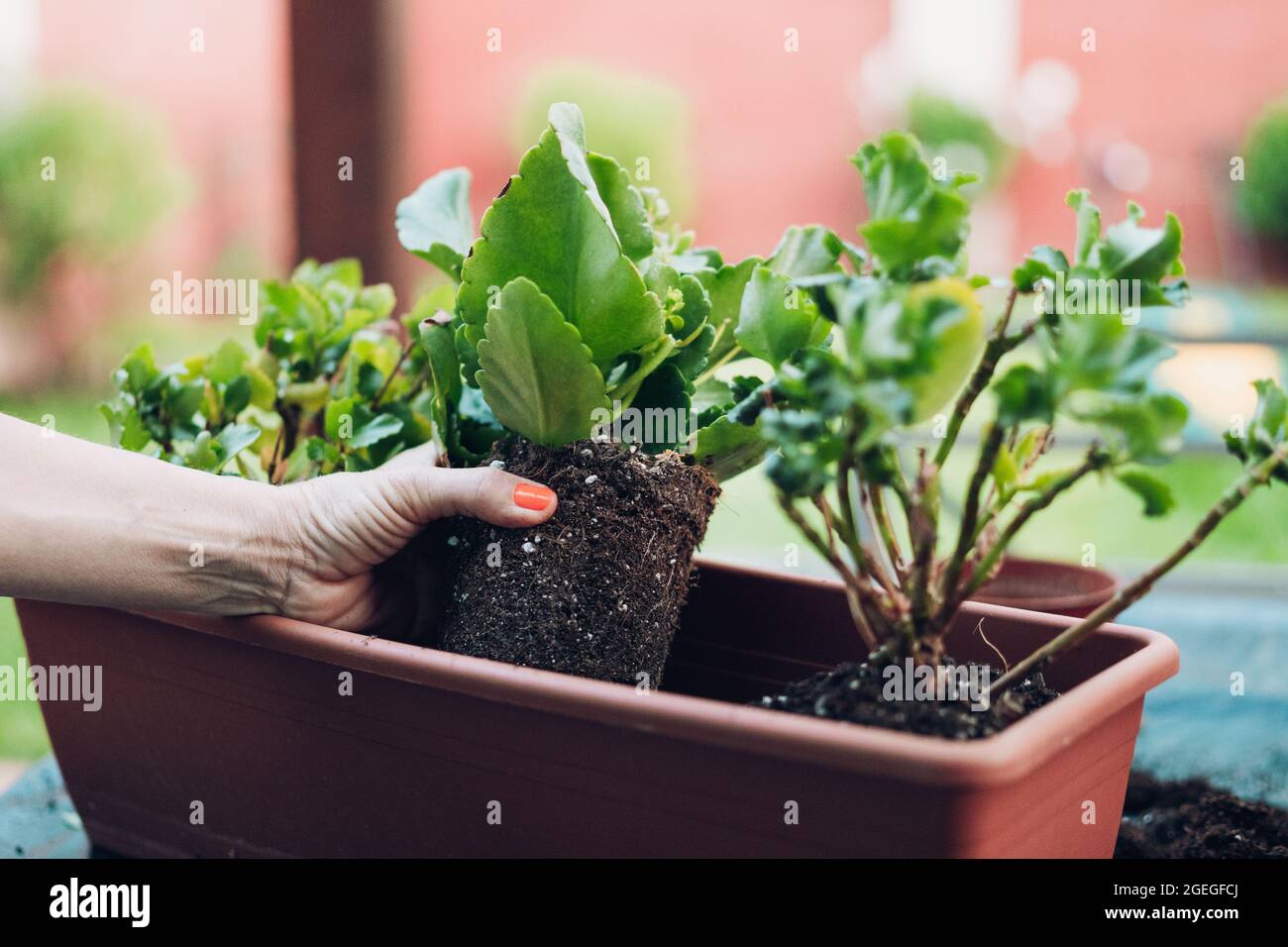 A woman's hands planting a plant in a rectangular pot Stock Photo - Alamy