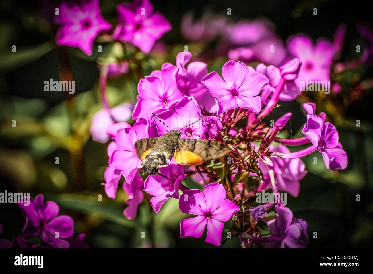 Flowers vegetables insects hi-res stock photography and images - Alamy