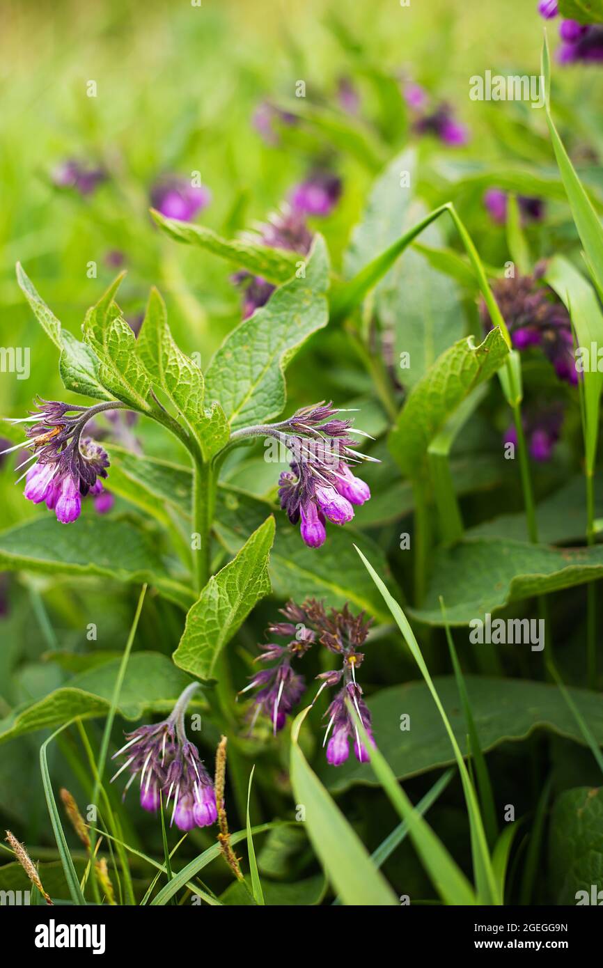 Beautiful and bright flowers of medunka growing in the forest and ...