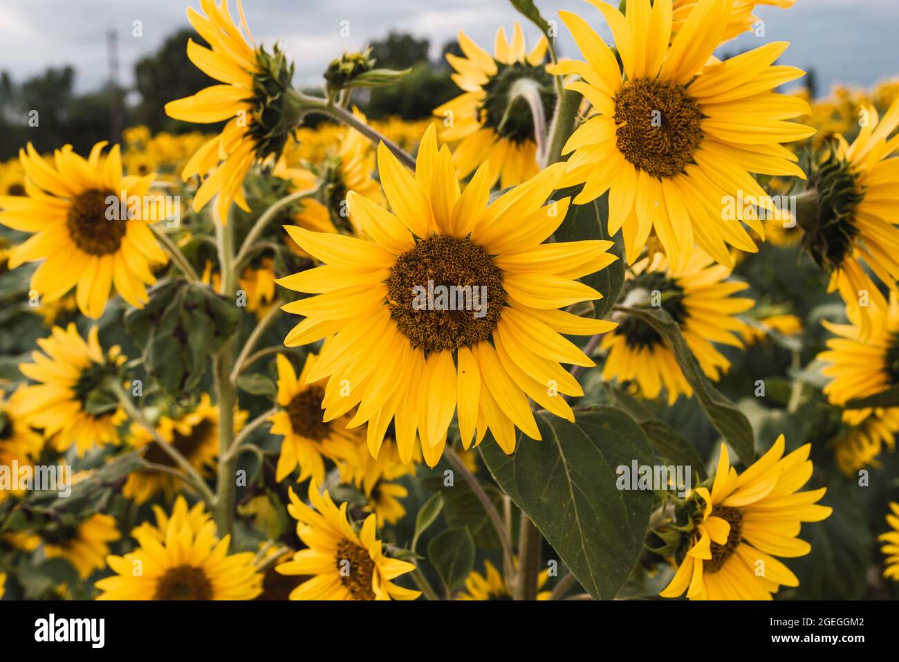 Sunflowers plantation field panorama hi-res stock photography and ...