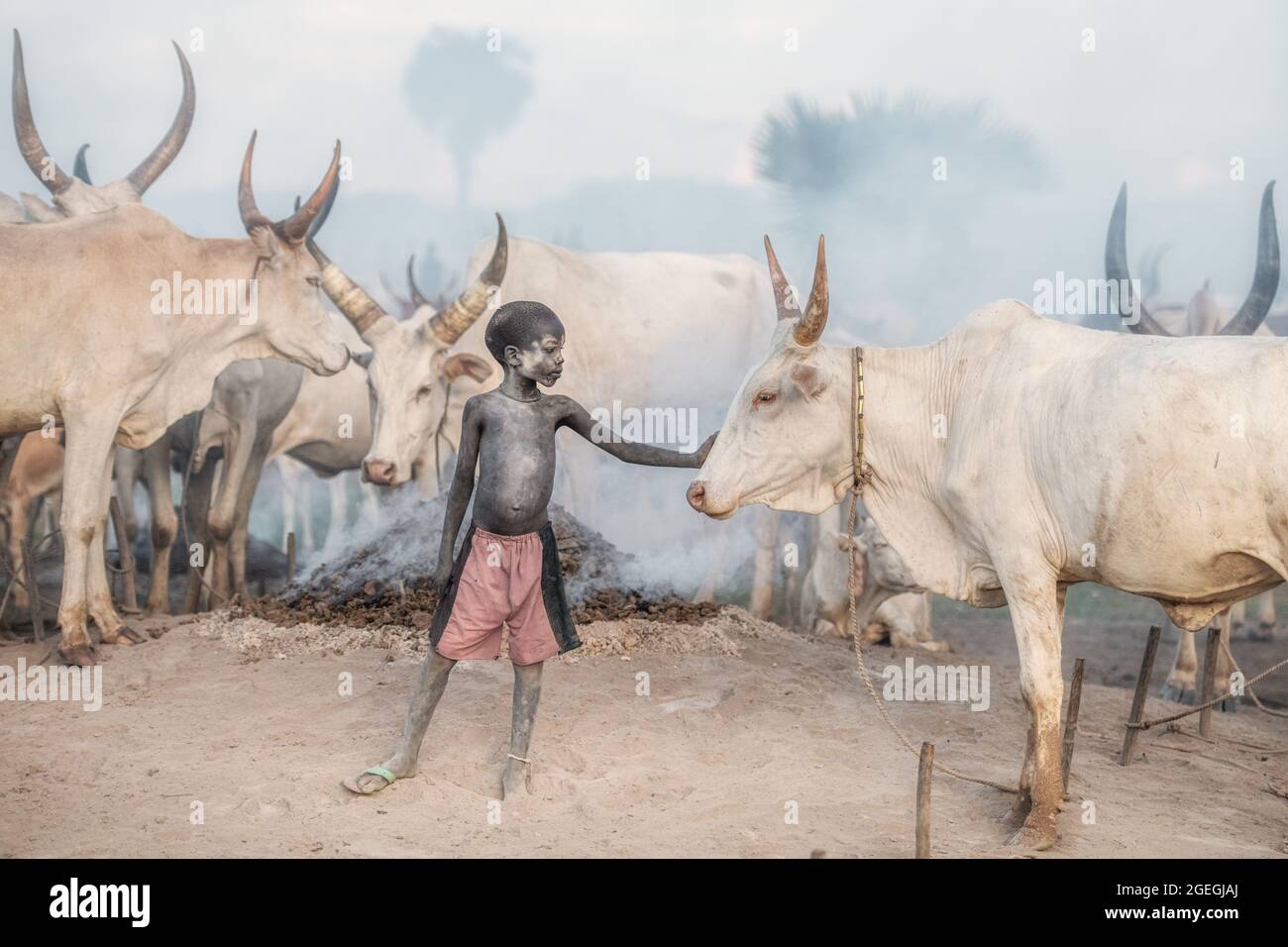 A child patted a cow on the nose showing the bond between boy and cow ...