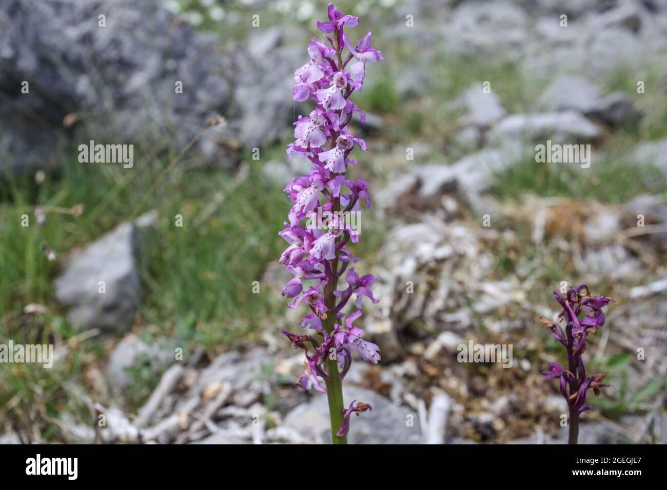 Biokarst hi-res stock photography and images - Alamy