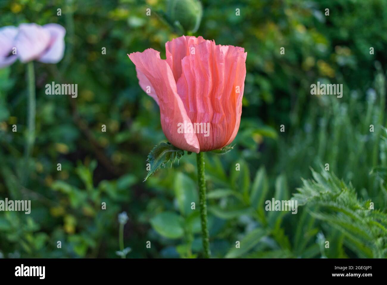 Pastel poppy hi-res stock photography and images - Alamy