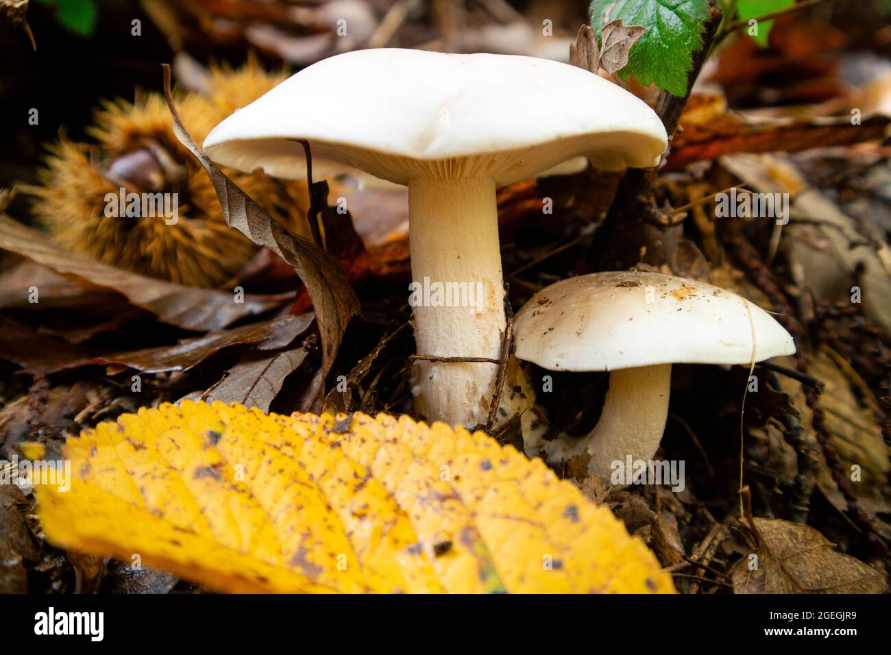 Photographic representation of mushrooms produced in autumn from the ...