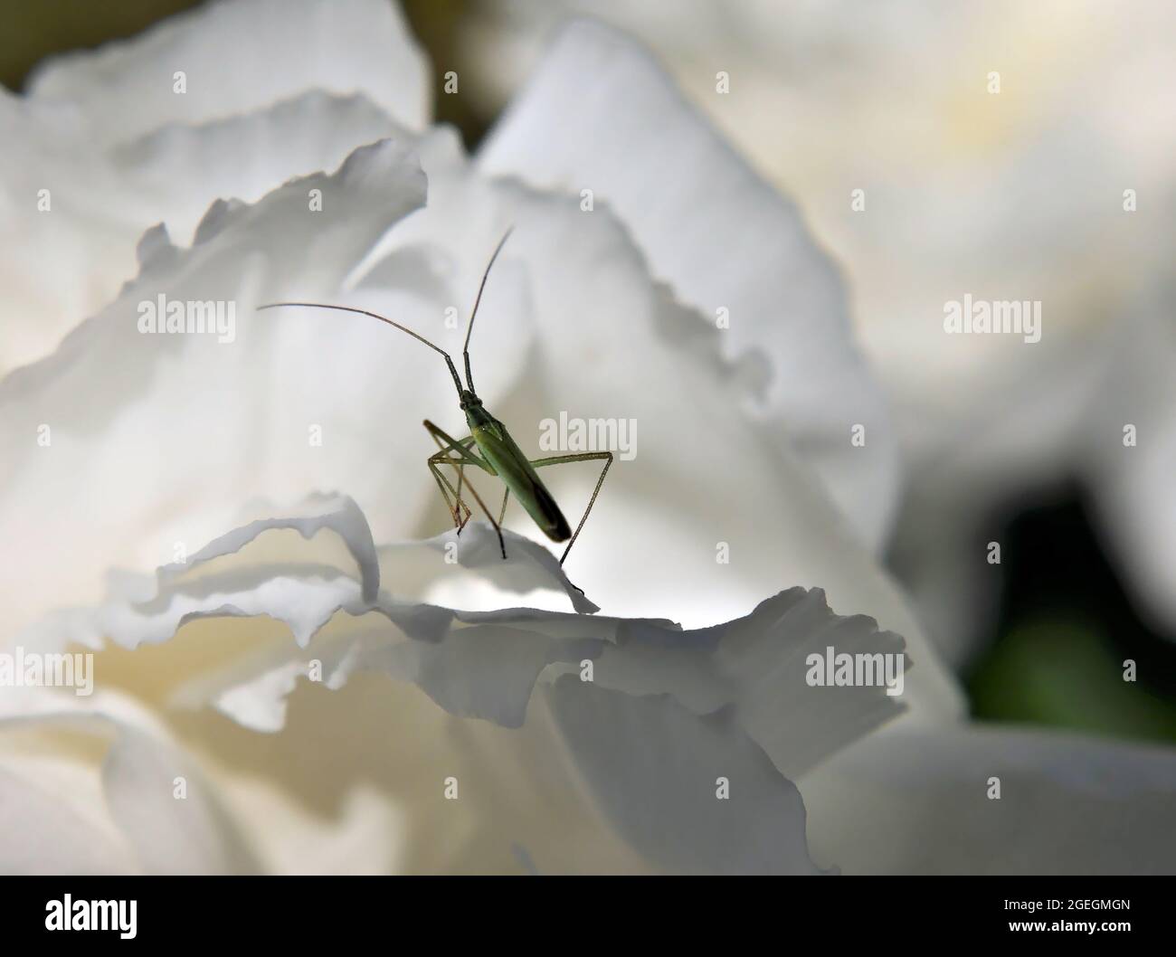 Close-up of a tiny green insect standing on the white petals of a peony ...