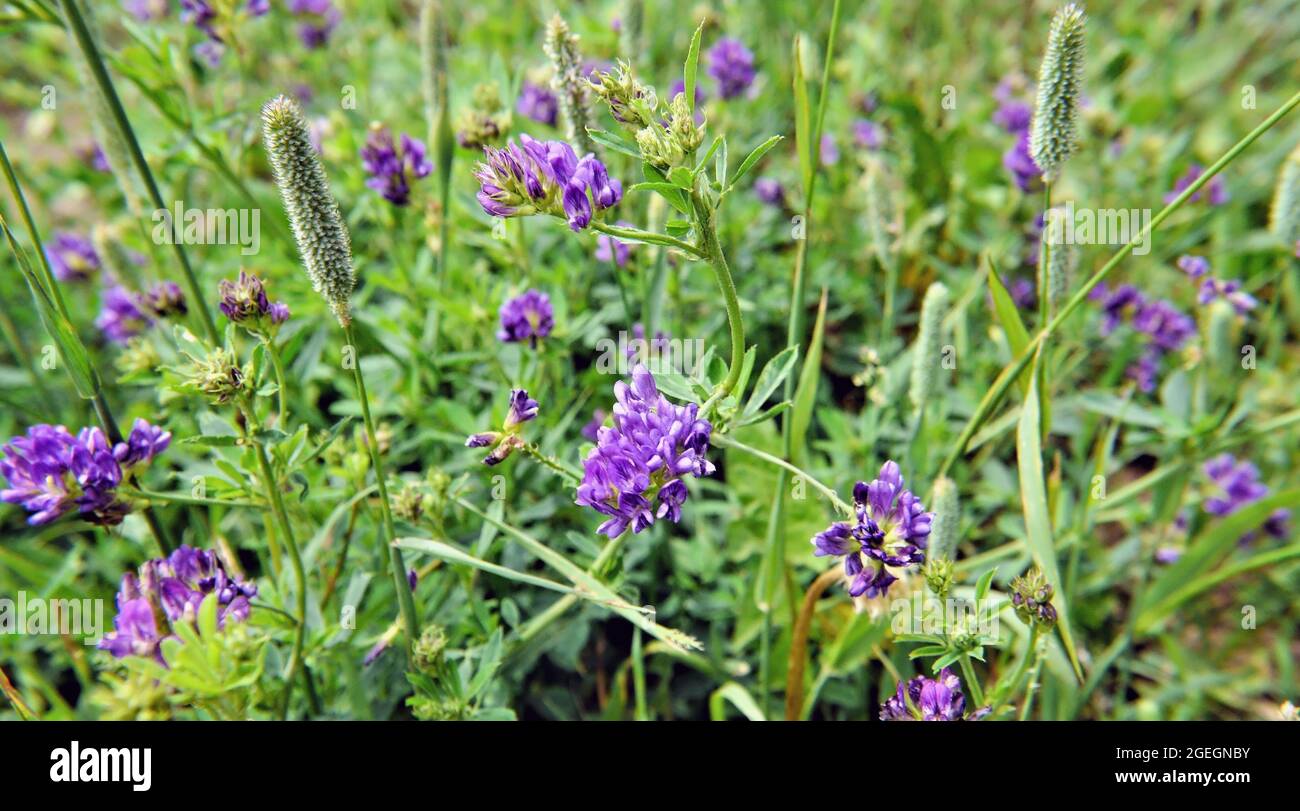 Alfalfa plant hi-res stock photography and images - Alamy