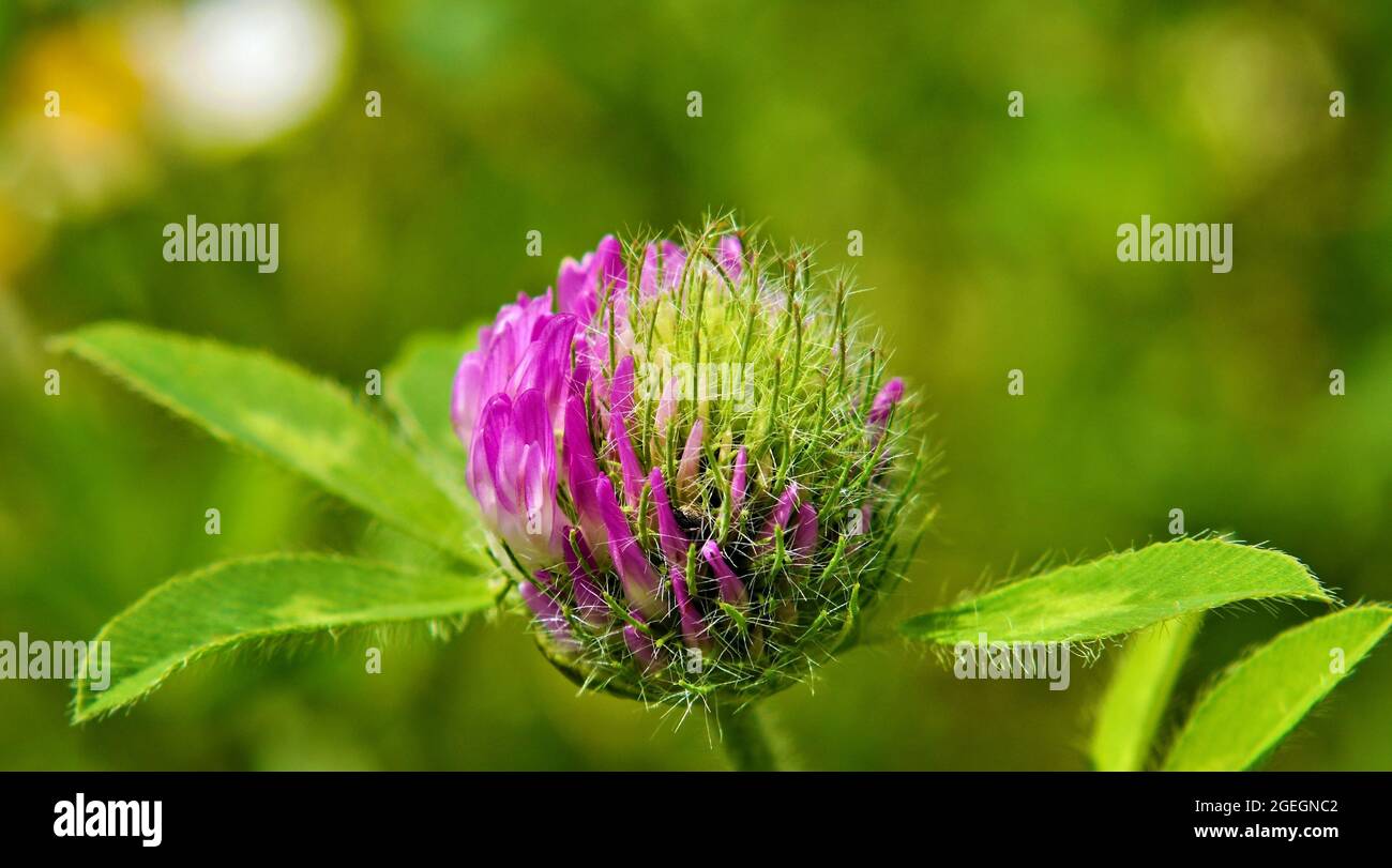 Pink clover flower hi-res stock photography and images - Alamy