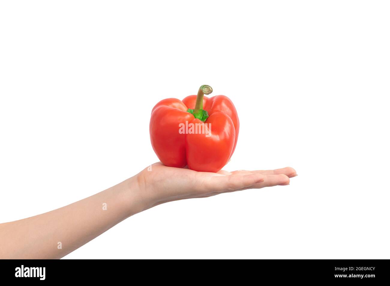 Hand with red sweet pepper isolated on white background. Bulgarian ...