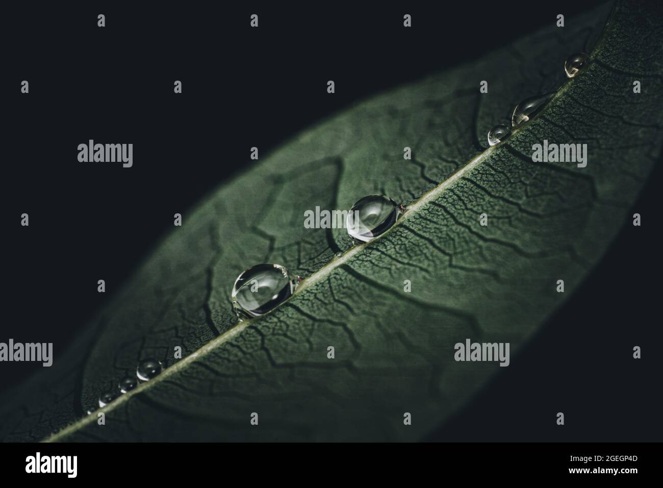 Waterdrops on a Leaf Stock Photo - Alamy