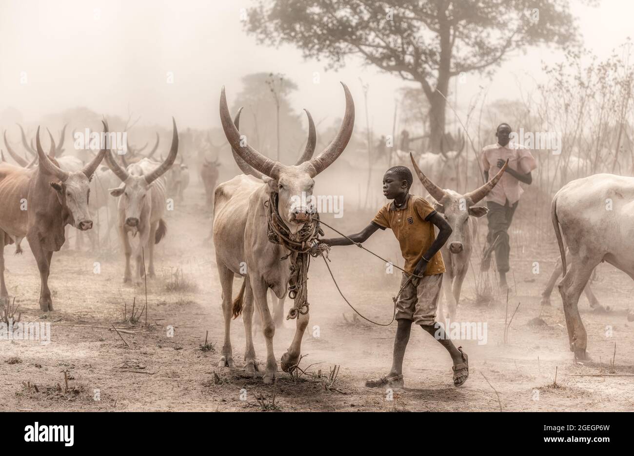 A boy guided a cow using reigns. TEREKEKA, SOUTH SUDAN: In one image, a ...
