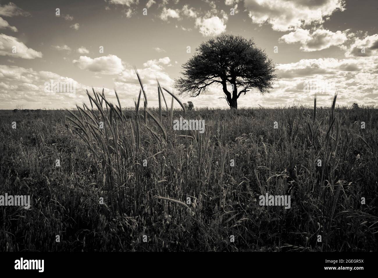 Calden, Prosopis Caldenia in Pampas landscape, typical tree of the ...