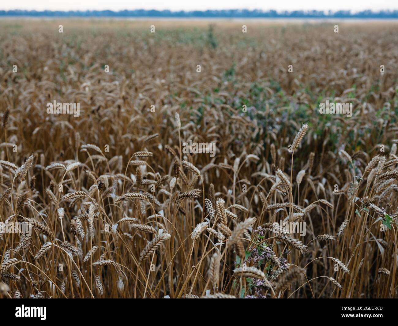 nature field agriculture grain landscape summer fresh air Stock Photo ...