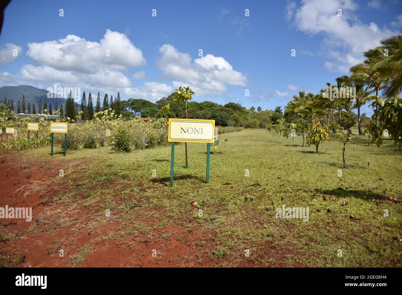 Dole plantation pineapple maze hi-res stock photography and images - Alamy