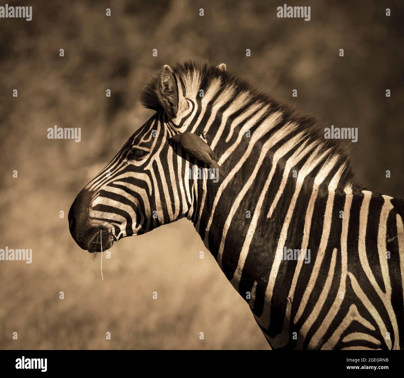 African Zebra in sabannah environment, Kruger National Park, South ...