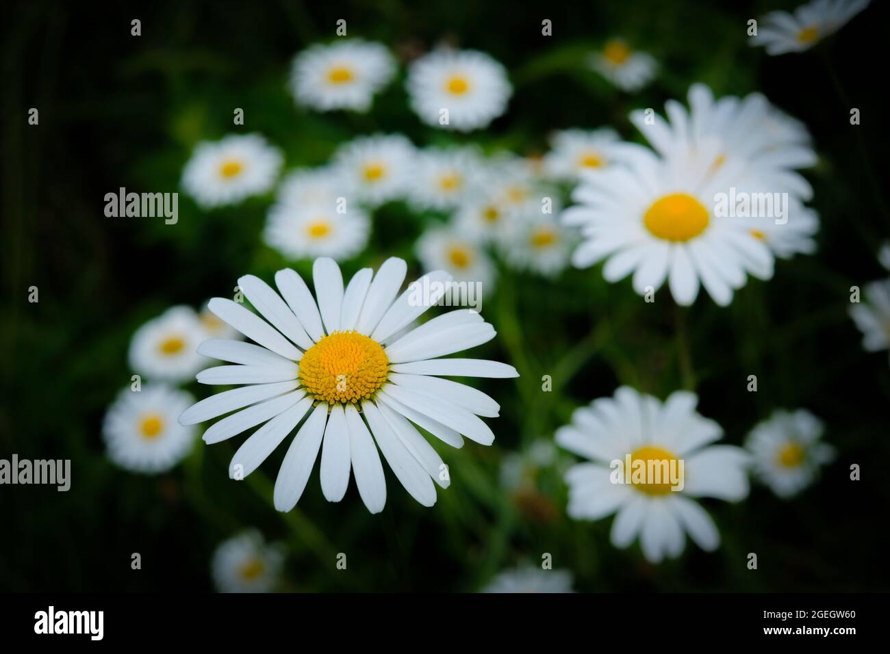 Bright daisy flowers against dark background Stock Photo - Alamy