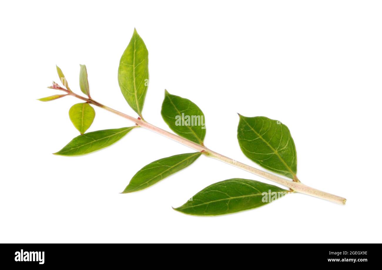 Fresh henna leaves over white background Stock Photo - Alamy