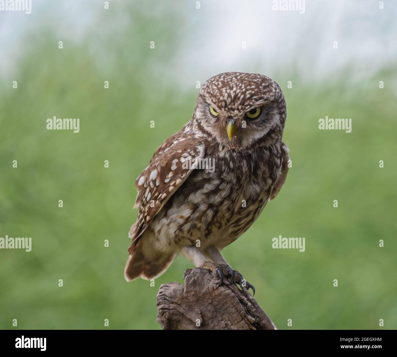 Little Owl Owl Owls High Resolution Stock Photography and Images - Alamy