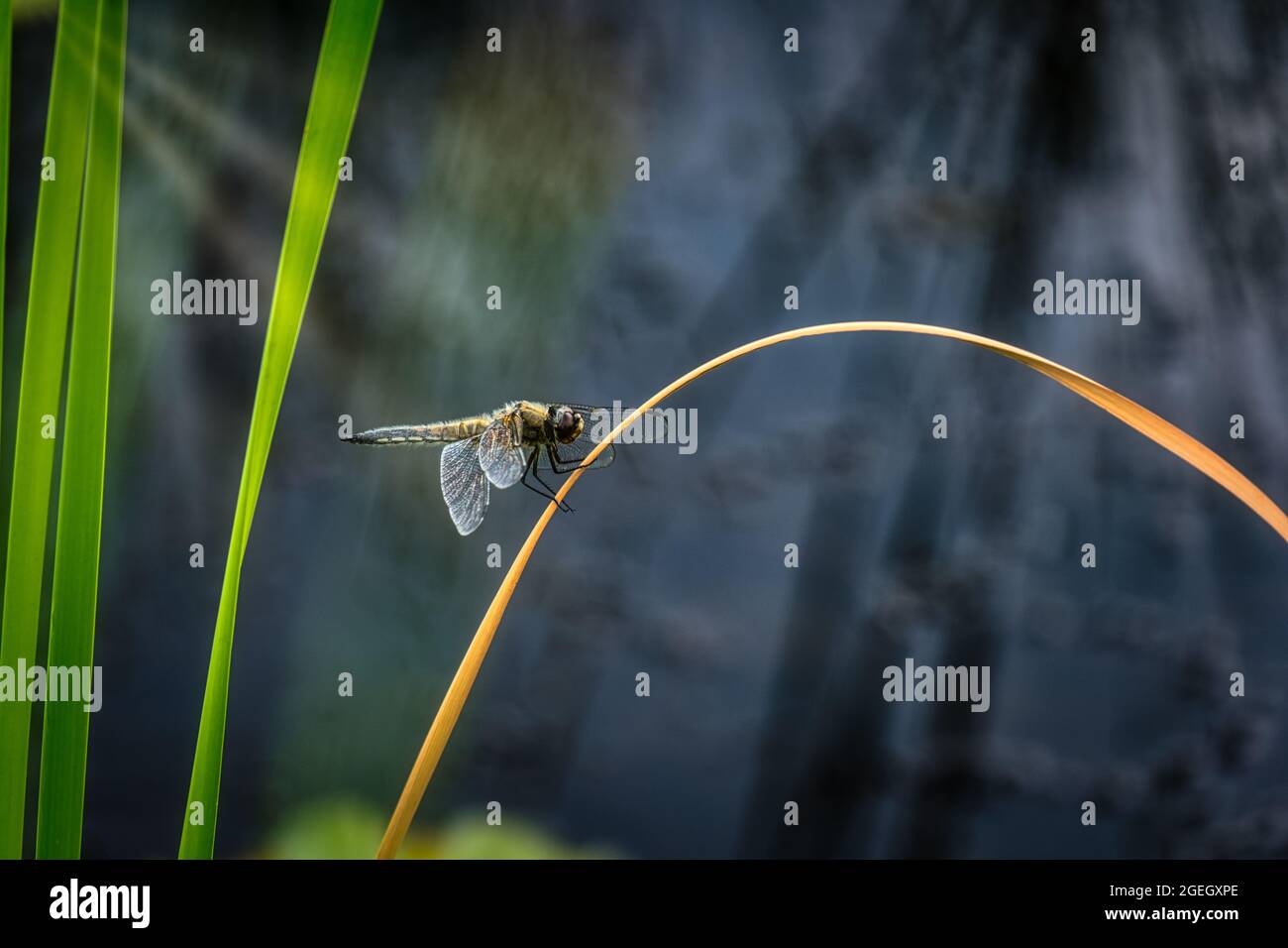 Reed stalk hi-res stock photography and images - Alamy