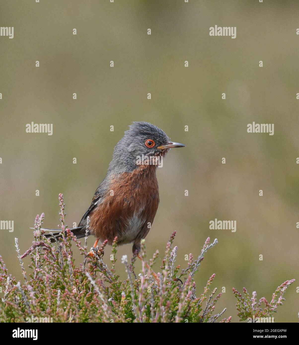 Dartford Warbler on heather at Dunwich Heath, National Trust, Suffolk ...