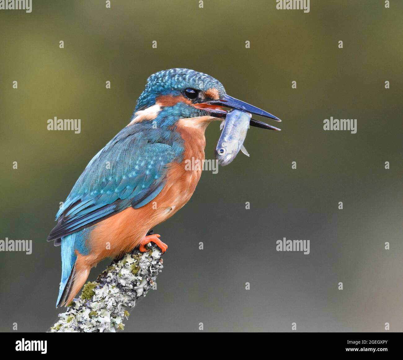 Male Kingfisher with fish on a lichen covered perch. Kirkcudbright ...