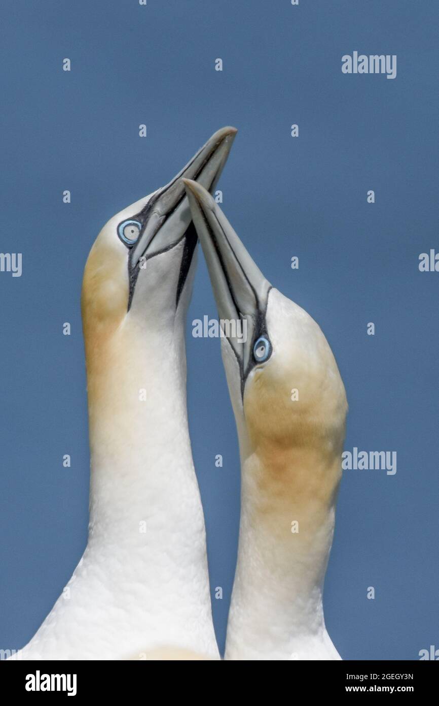 Pair of Northern Gannets displaying bonding ritual on the cliffs of ...