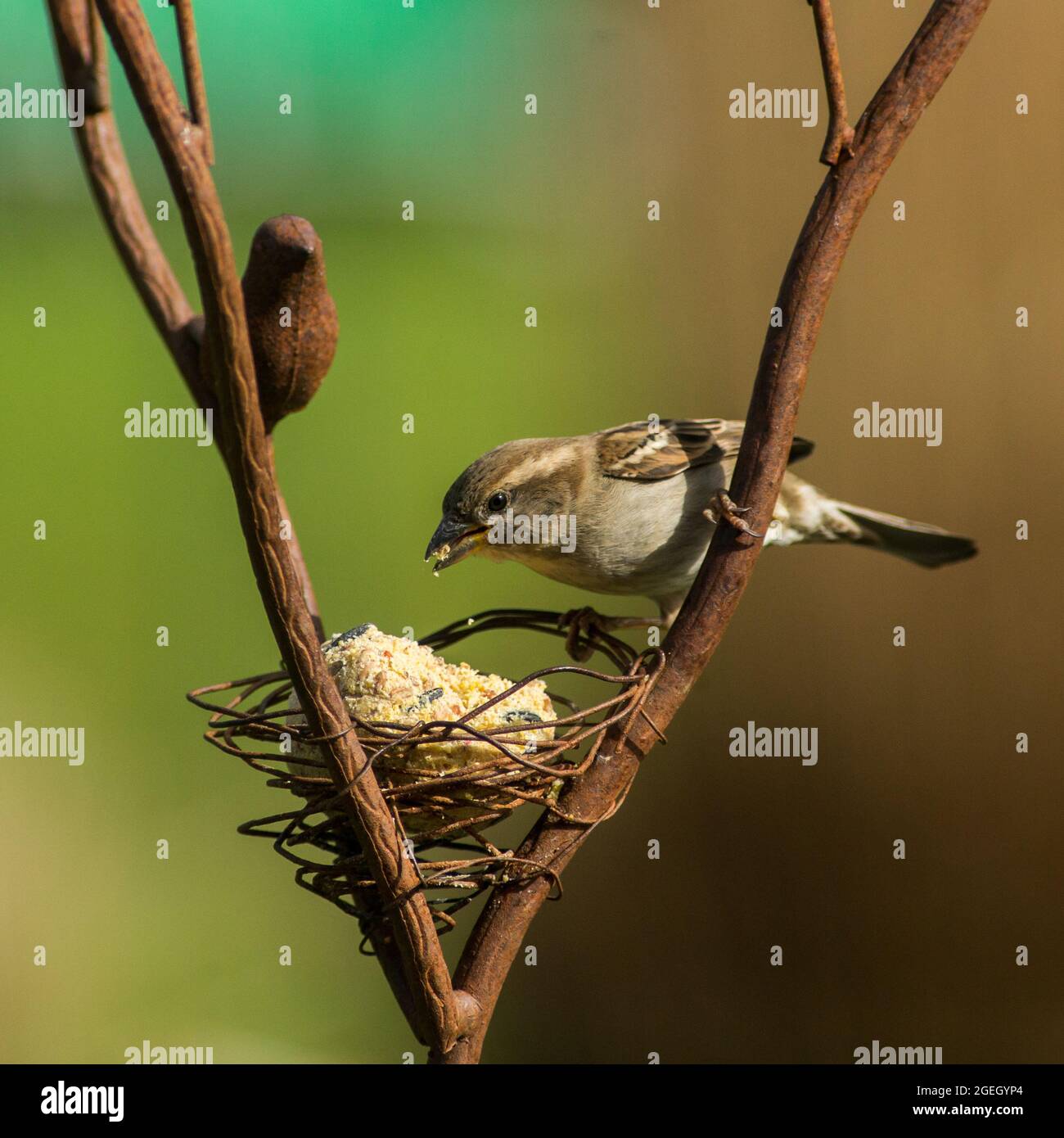 Bird pecking hi-res stock photography and images - Alamy
