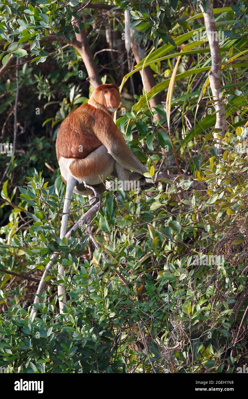 Proboscis monkey, Bako National Park, Sarawak, Malaysia, August 2015 ...