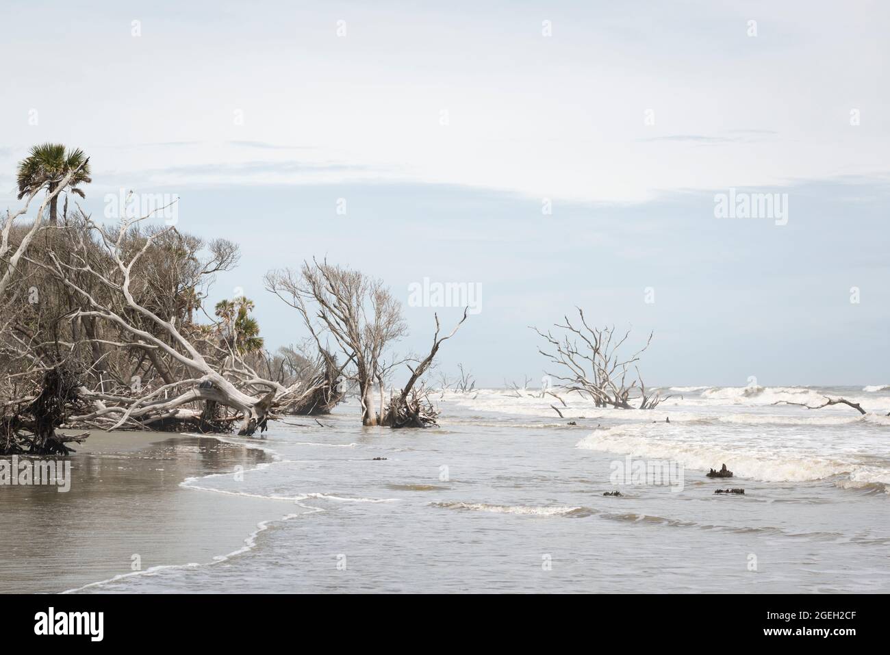 Dead trees in the sea at Boneyard Beach on Bull Island, South Carolina ...